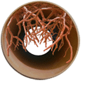 How to Kill Tree Roots in Sewer Line - Pipe Repair Florida - West Palm